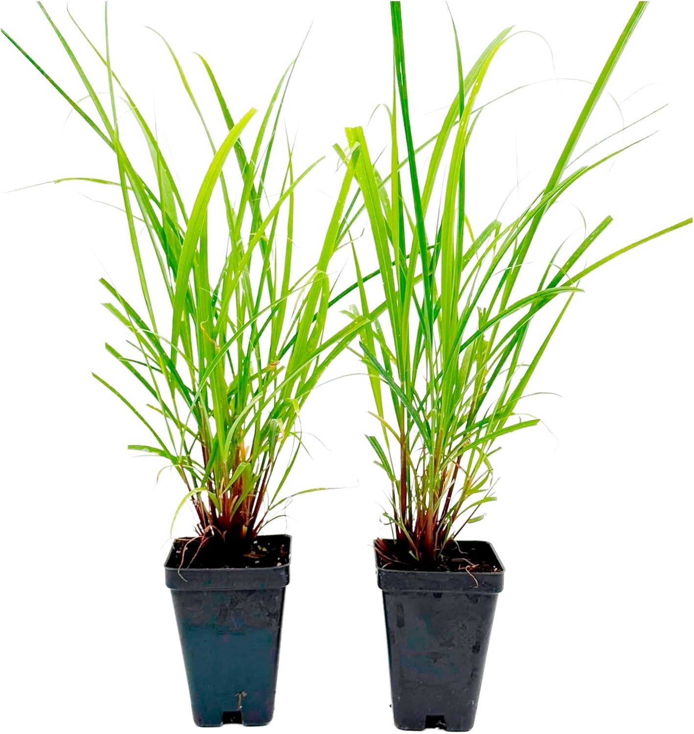 2 Cymbopogon Citratus – Live West Indian Lemongrass Plants in 2.5 ...