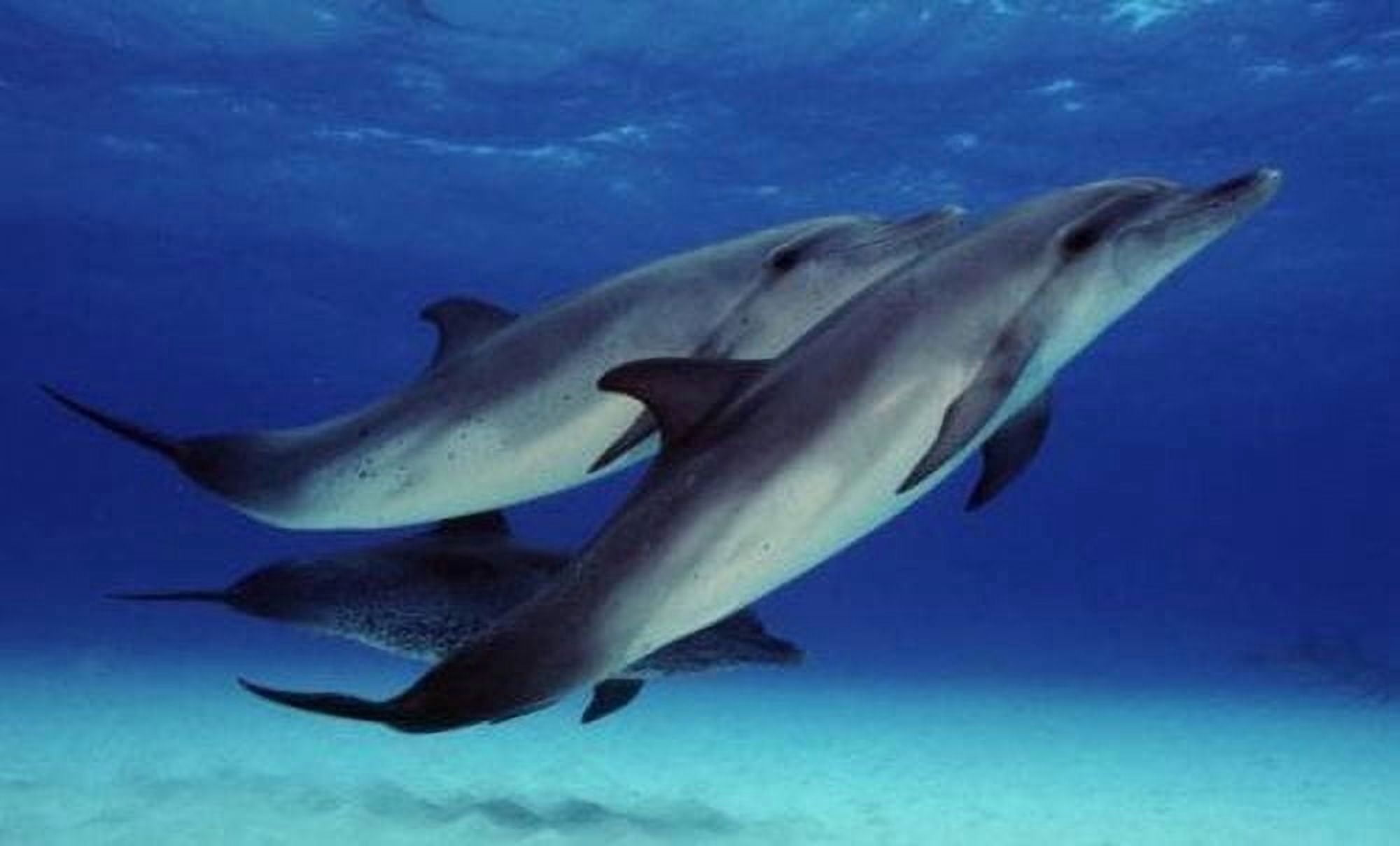 2 Dolphins Swimming ~ Edible Icing Image Cake Topper - Walmart.com