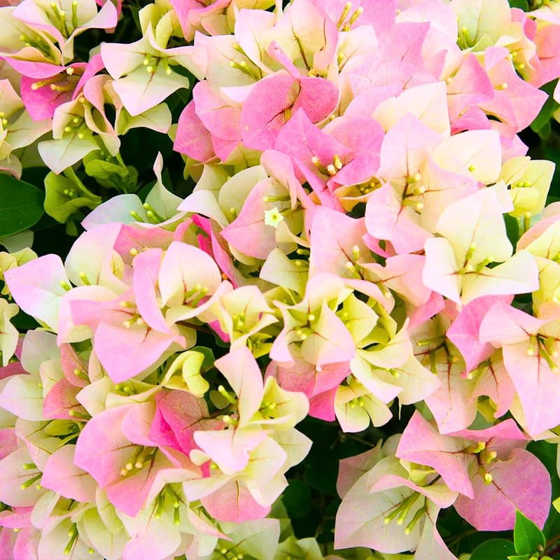 2 Double Delight Bougainvillea Plants Live, Flowering Bougainvillea ...