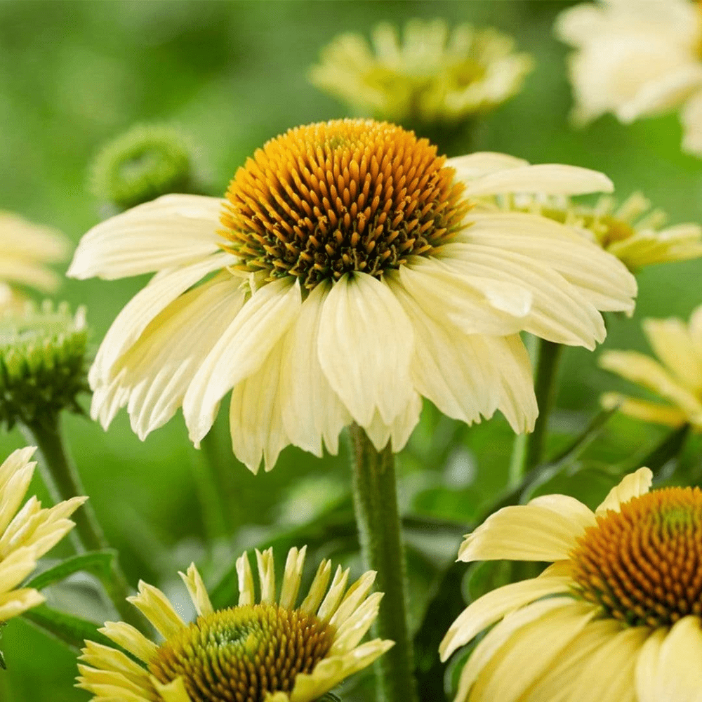 2 Double Lemon Coneflower Plants Live, Echinacea Live Plants Coneflower ...