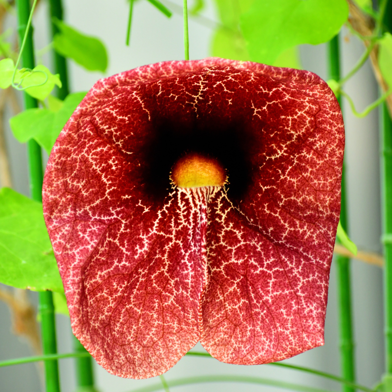 2 Dutchman’s Pipe Vine Plant, Dormant Vine, Hardy Ornamental Tropical ...