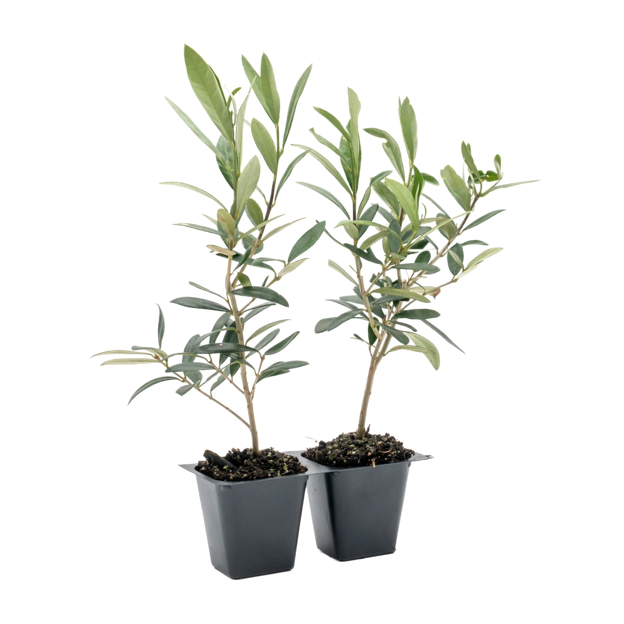 2 Dwarf Fruitless Olive Trees – Live Saplings in 2.5-Inch Nursery Cubes ...