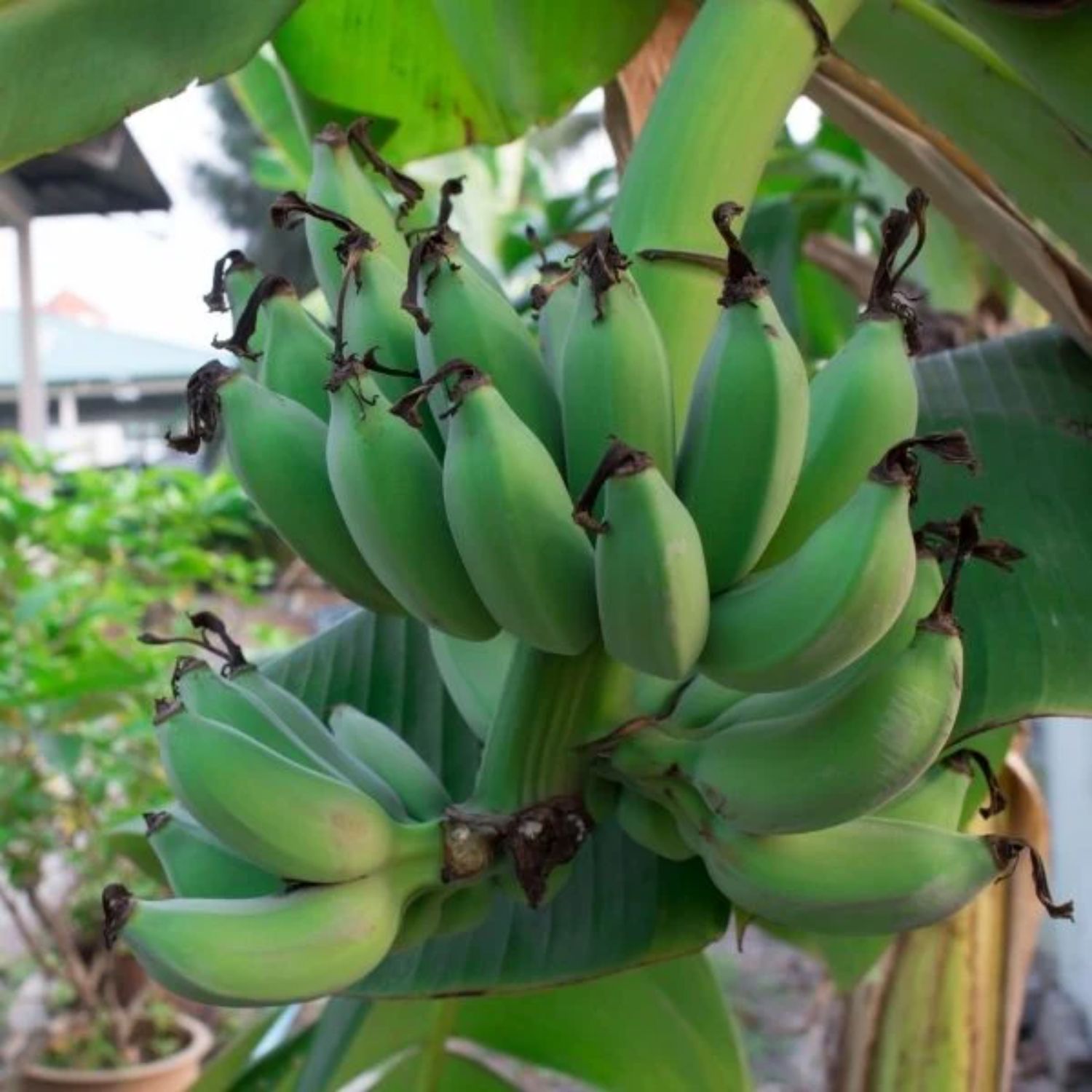2 Dwarf Namwah Cold Hardy Live Banana Plant, Namwah Banana Plants Live ...