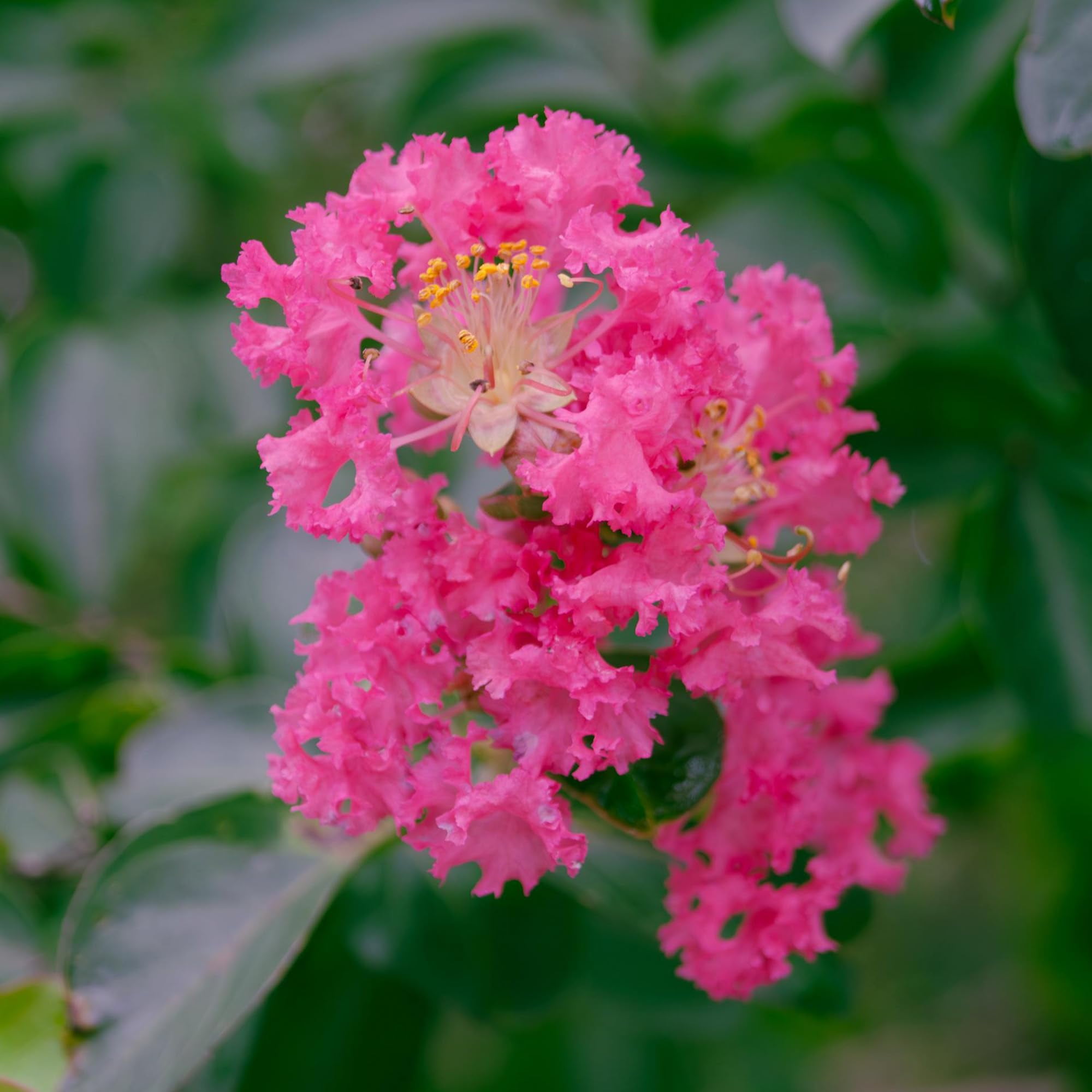 2 Dwarf Pink Crepe Myrtles | Live Plants in 2.5-inch Nursery Cubes ...