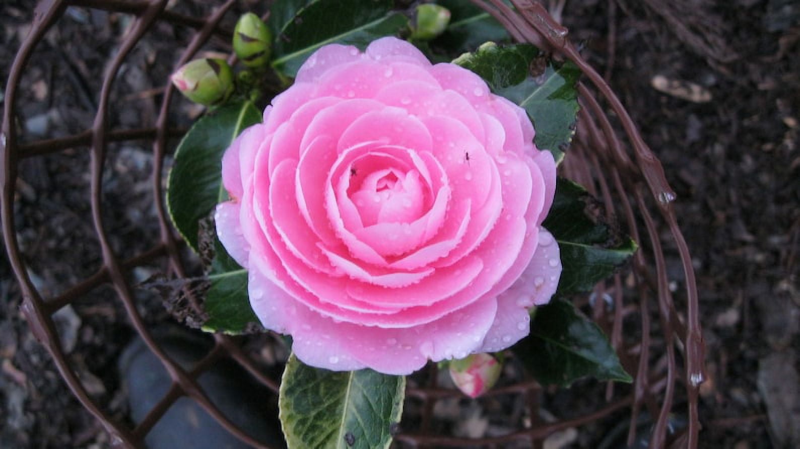 Camellia Zone Camellia Zone