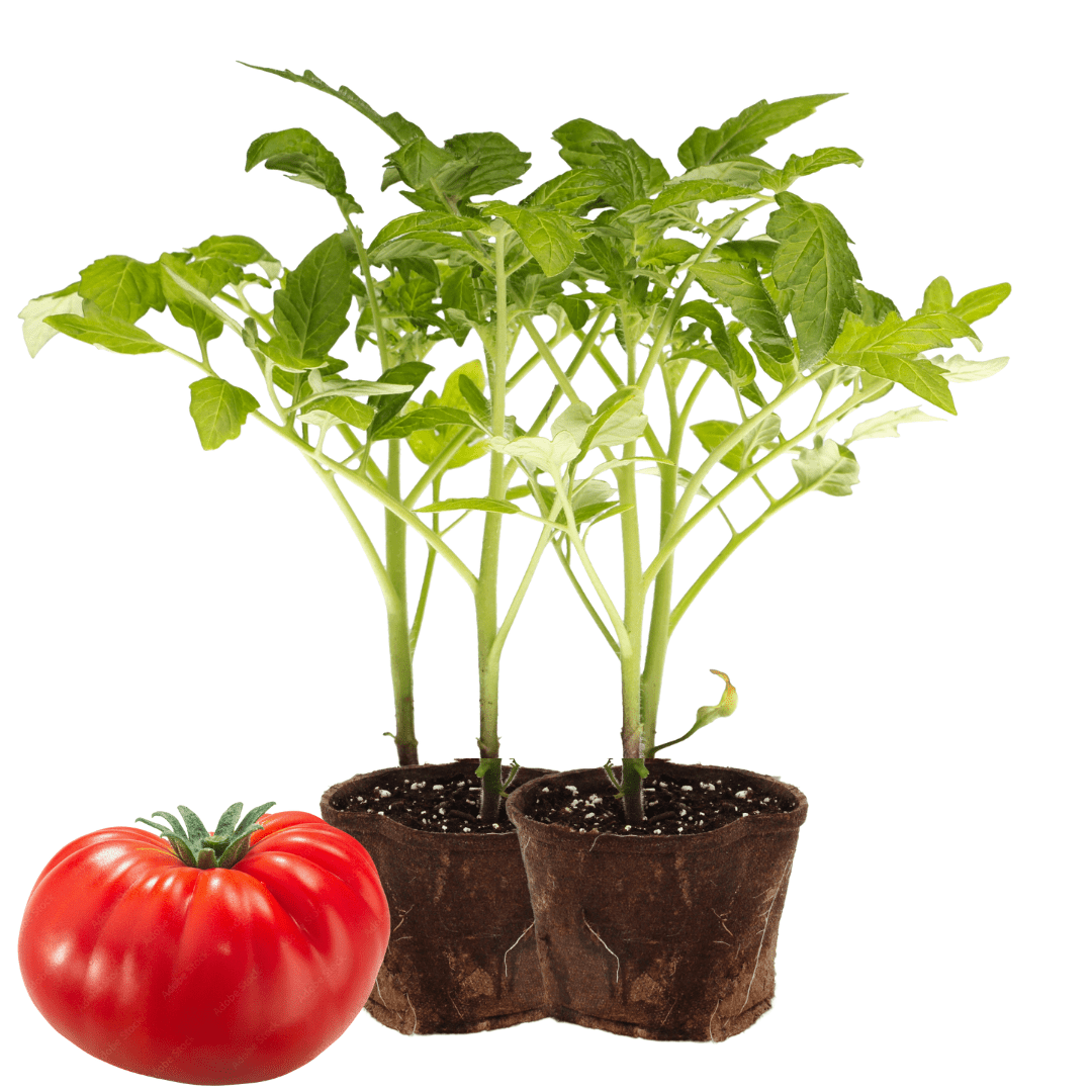 2 Early Girl Tomato Plants Live For Planting Outdoors, 5 to 8 Inch Tall ...