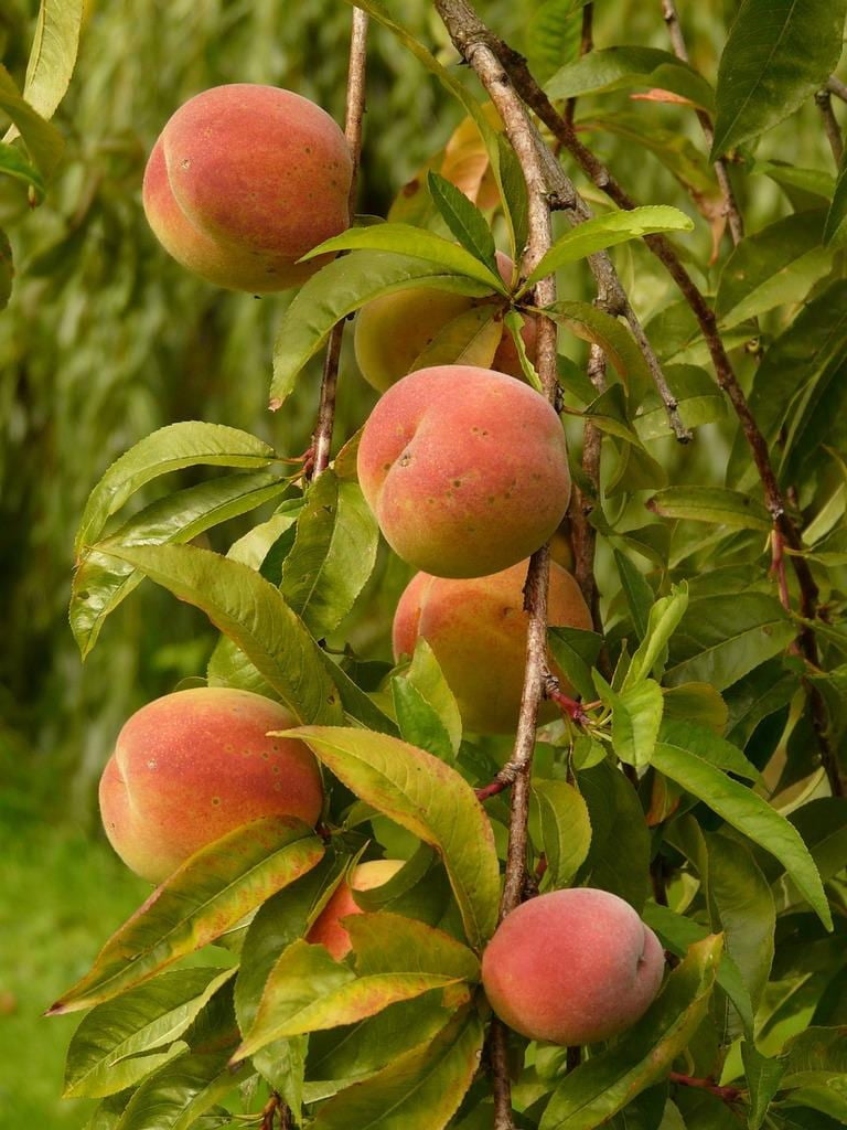 2 Elberta Peach Trees Bareroot 2-3 feet tall - Walmart.com