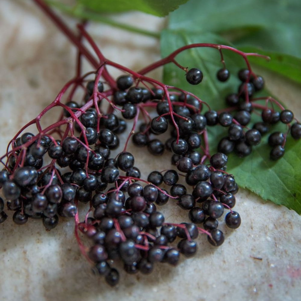 2 Elderberry Plant, Edible Elderberry Plant from 4 to 8 Inch, Suitable ...