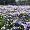 2 Emerald Blue Creeping Phlox Subulata in a 4 inch pot - Walmart.com