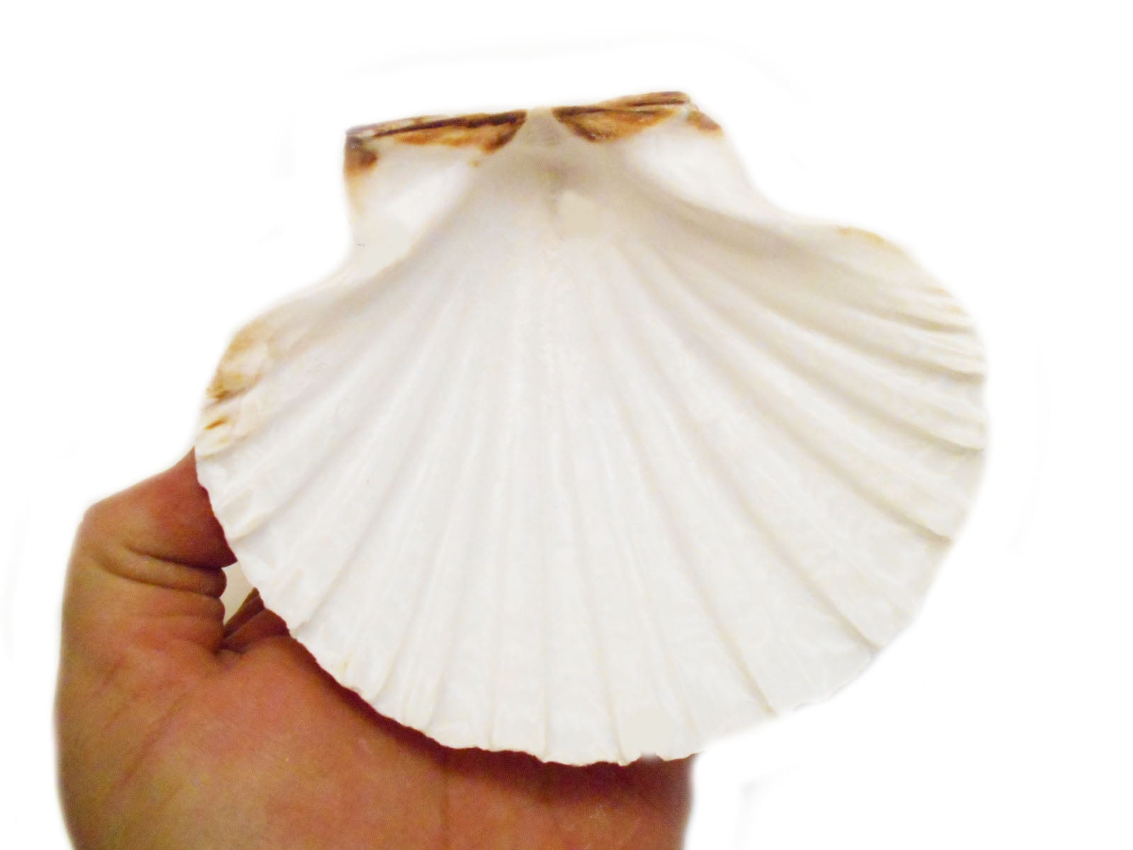 2 Extra Large Real Baking Scallop Shells (4 1/2"- 4 7/8") Restaurant ...