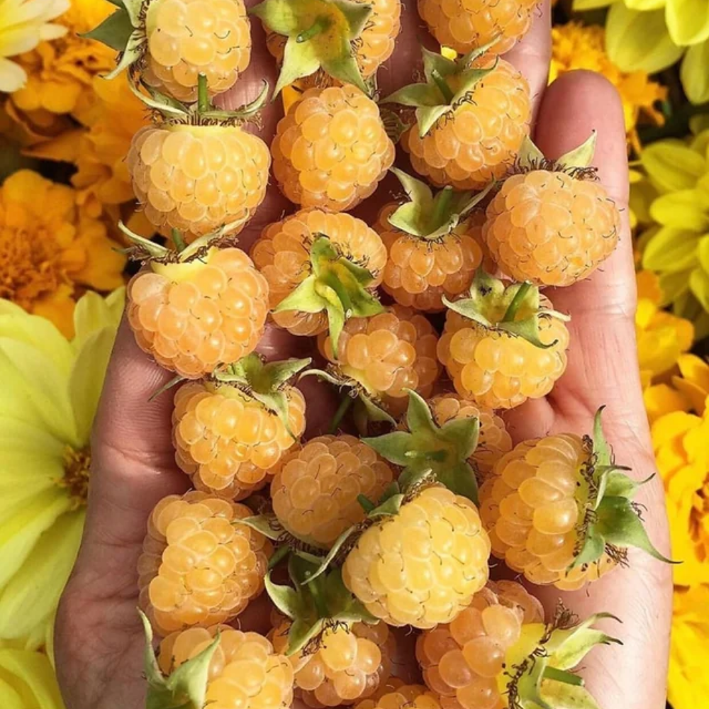 2 Fall Gold Raspberry Plants, Sweet Raspberry Bushes Live Plants ...