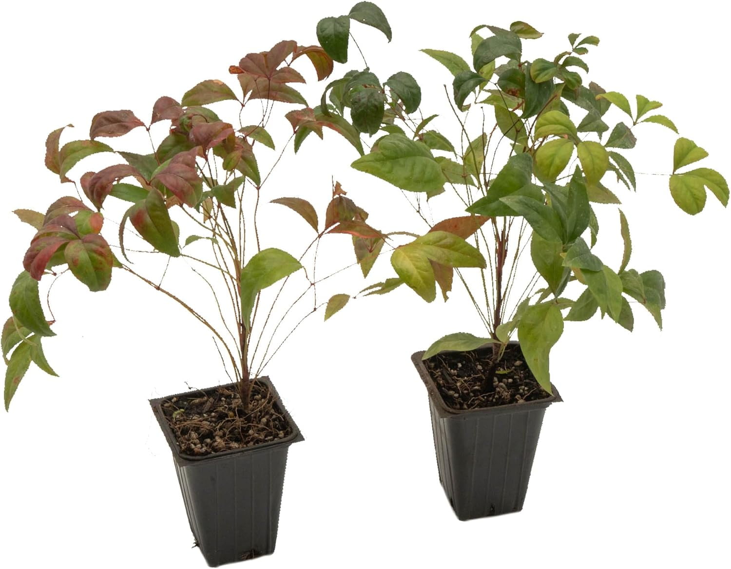 2 Fire Power Heavenly Bamboo, Live Plants (Nandina Domestica) – Vibrant ...
