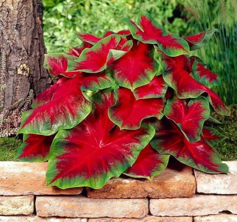 2 Florida Cardinal Caladium Bulbs for Planting - Perennial Hosta ...
