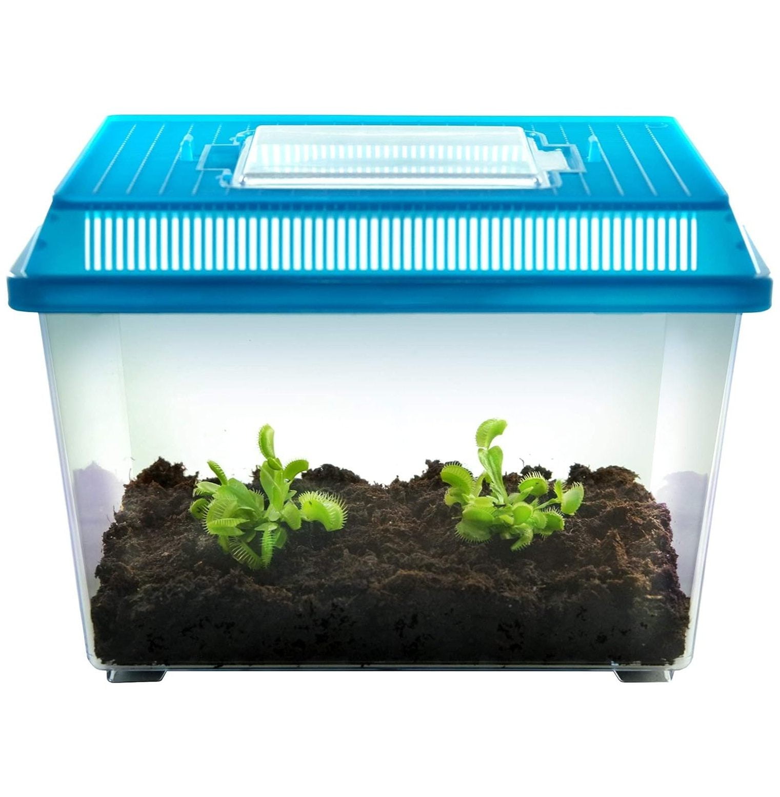 2 Fly Trap Plants in 9"x 6"x 6.5" Terrarium by CintBllTer, Live ...
