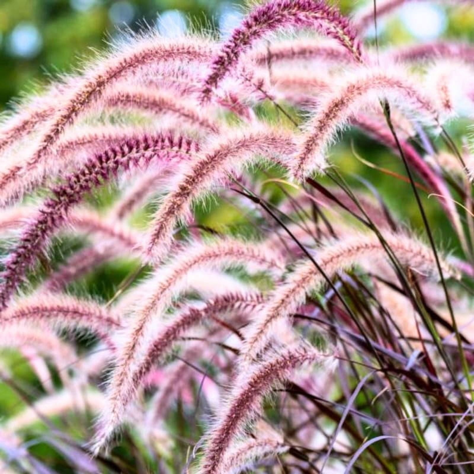 2 Fountain Grass Plants Live, 5-9 Inch Tall Ornamental Grass Live ...
