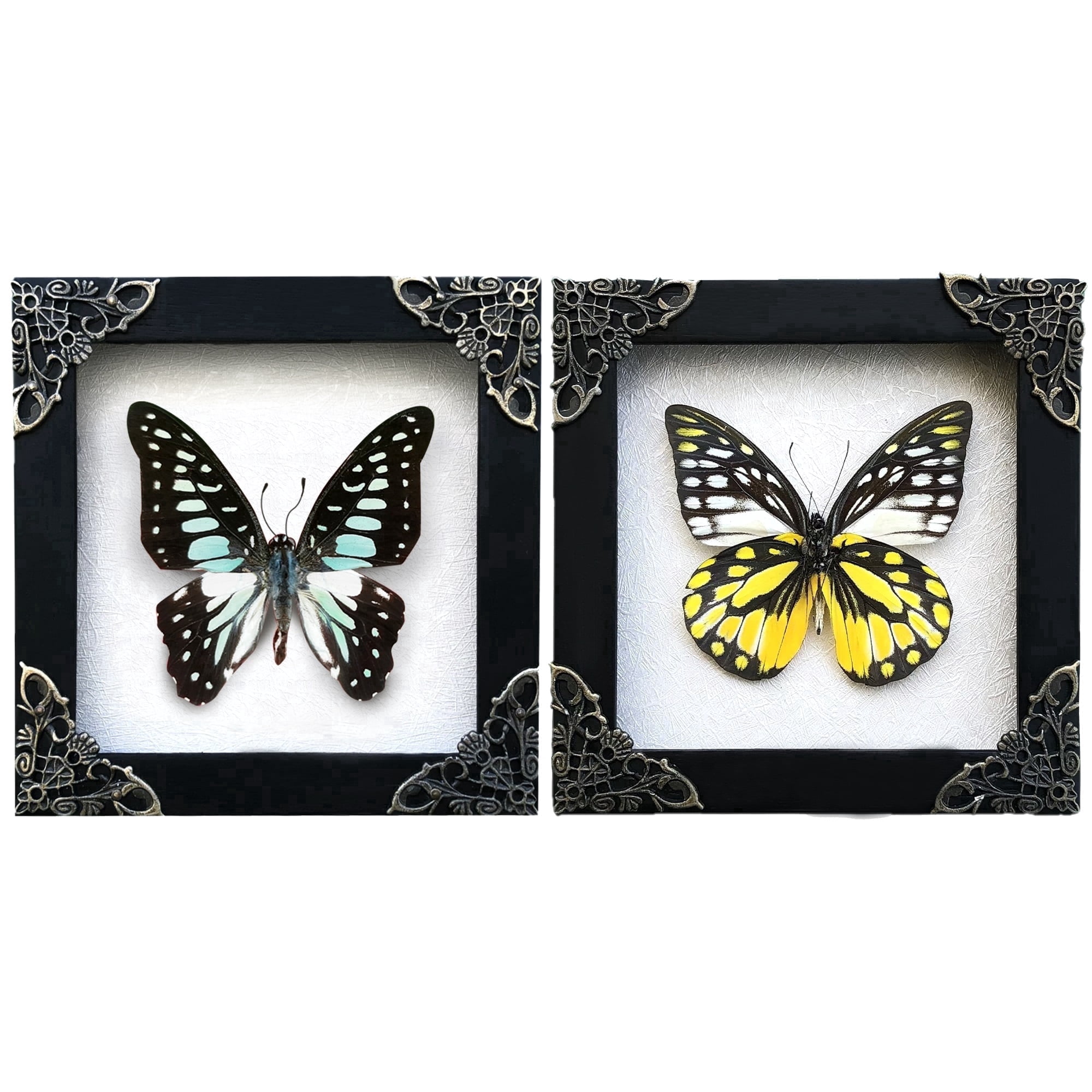 2 Framed Butterfly Shadow Box White Wooden Frame Entomology Wall Art ...