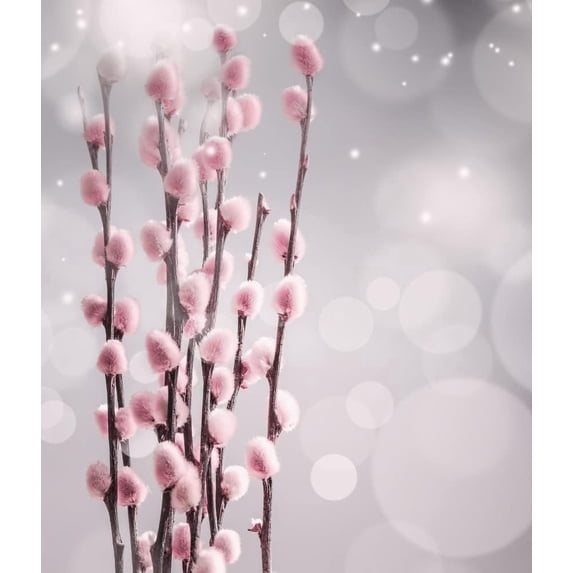 CZ Grain, French Pink Pussy Willow Tree, 2 pcs, Ornamental Shrub ...