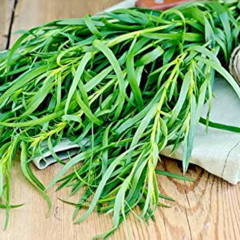 1 French Tarragon Plant Live For Planting, 4-8 Inch Tarragon Herb ...
