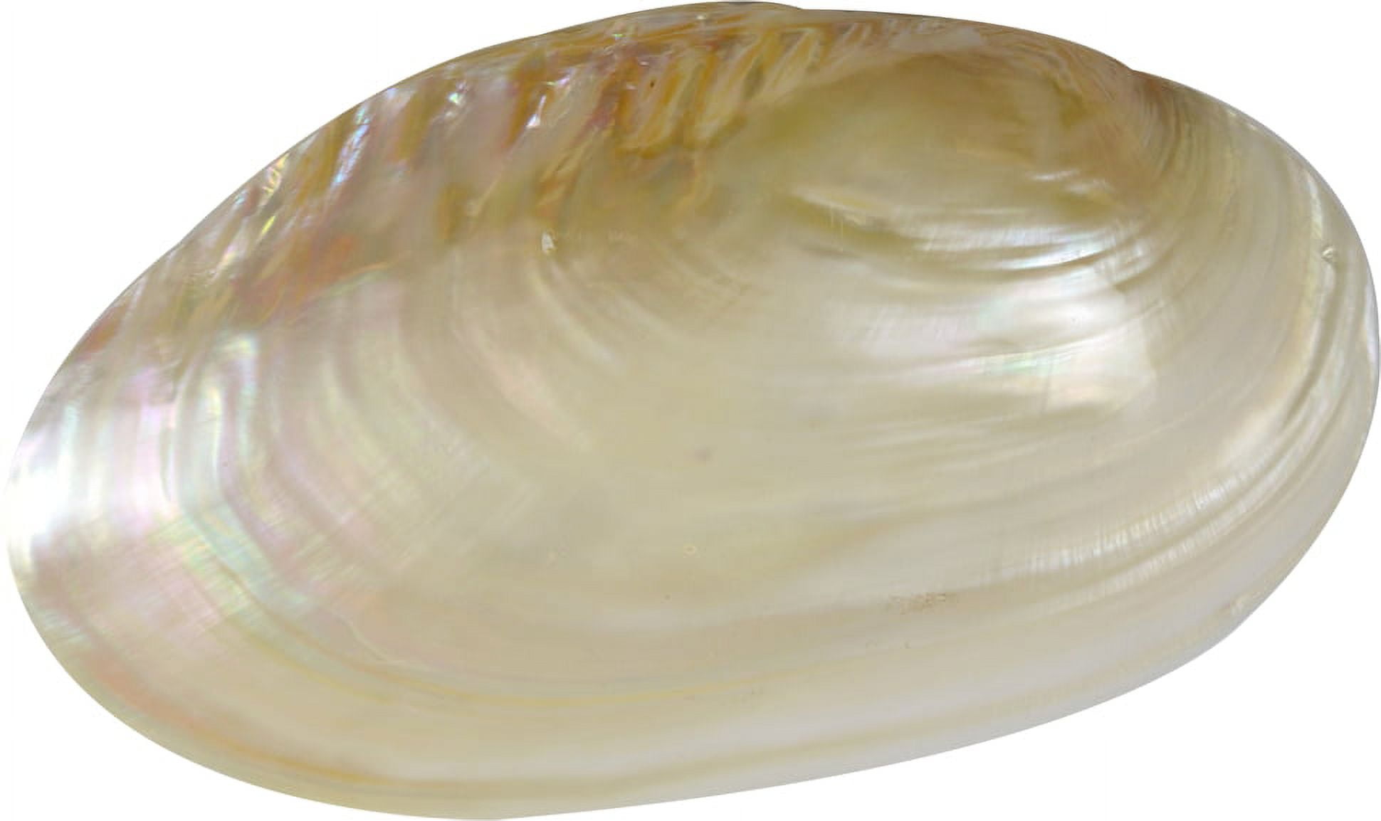 2 Fresh Water Clams Pair Pearled Craft Shells 6-7" (Set of 2) - Walmart.com