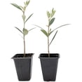 2 Fruitless Olive Tree – Live Sapling in 2.5-Inch Nursery Cube | Olea ...