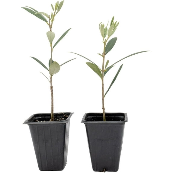 2 Fruitless Olive Tree – Live Sapling in 2.5-Inch Nursery Cube | Olea ...