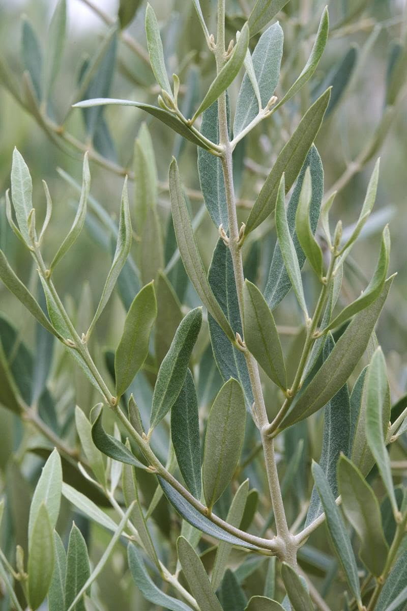 2 Fruitless Olive Trees | Live Saplings in 2.5-inch Nursery Cubes ...