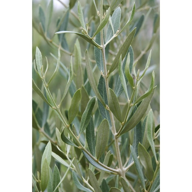 2 Fruitless Olive Tree, Olea Europaea Wilsonii, Thriving in 2.5 ...