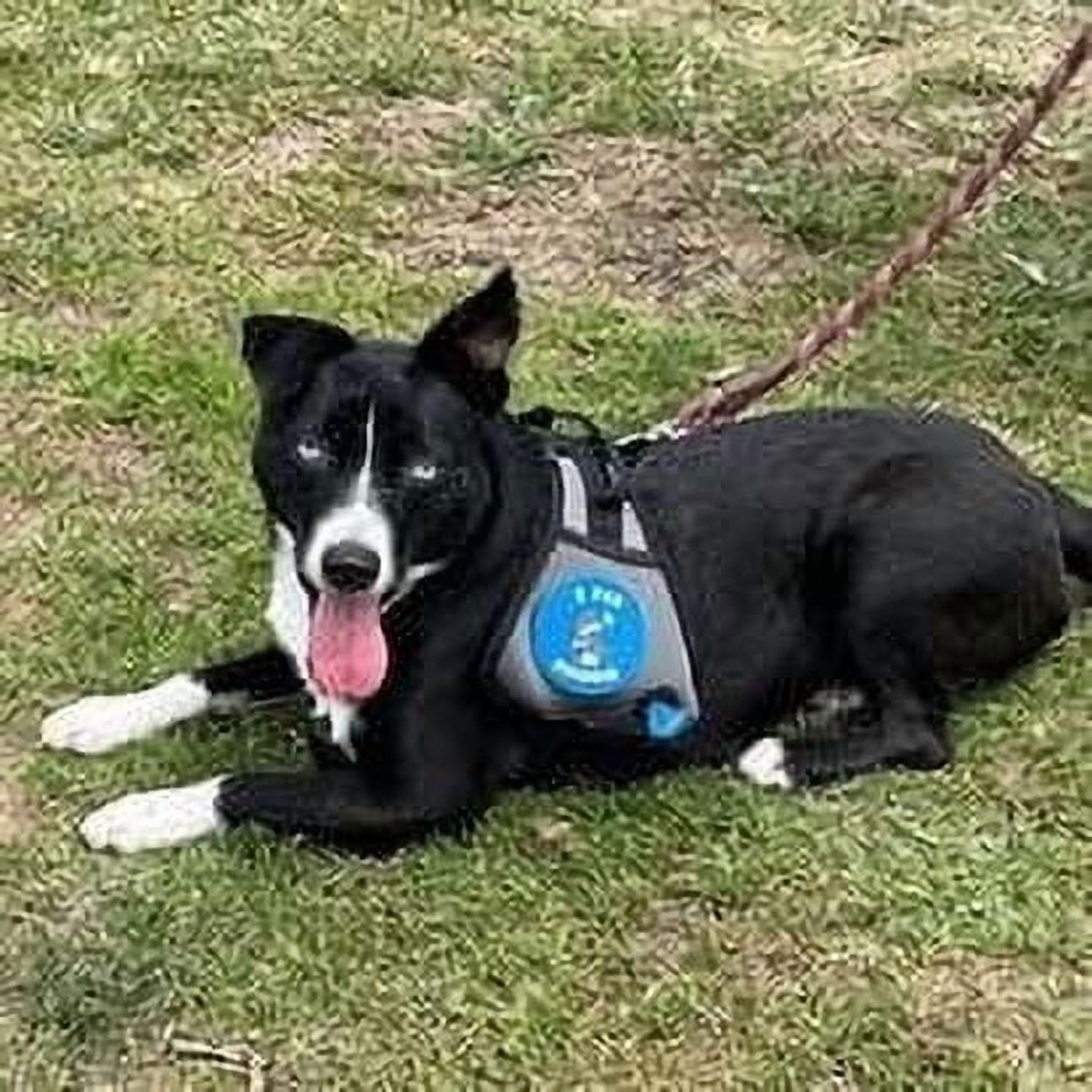 2 Fur Doodie-The Poop Saddle | Dog Harness with Fresh Bag Dispenser ...