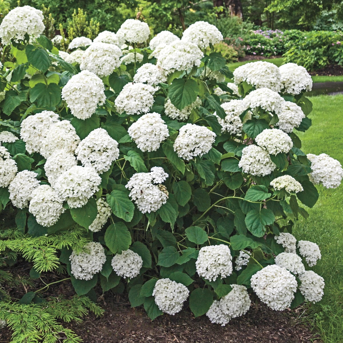 2 Gal. Pot Annabelle Hydrangea Deciduous Flowering Shrub, One Plant per ...