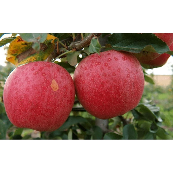 Fruit Trees in Trees - Walmart.com