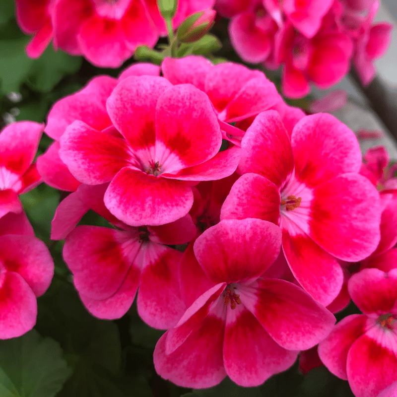 2 Geranium Flower Plants, Pink Geranium Plant Live From 3 Inch Tall ...