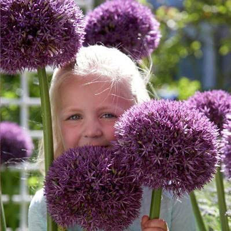 2 Giant Pinball Wizard Allium Bulbs for Planting - Exotic Perrennial ...