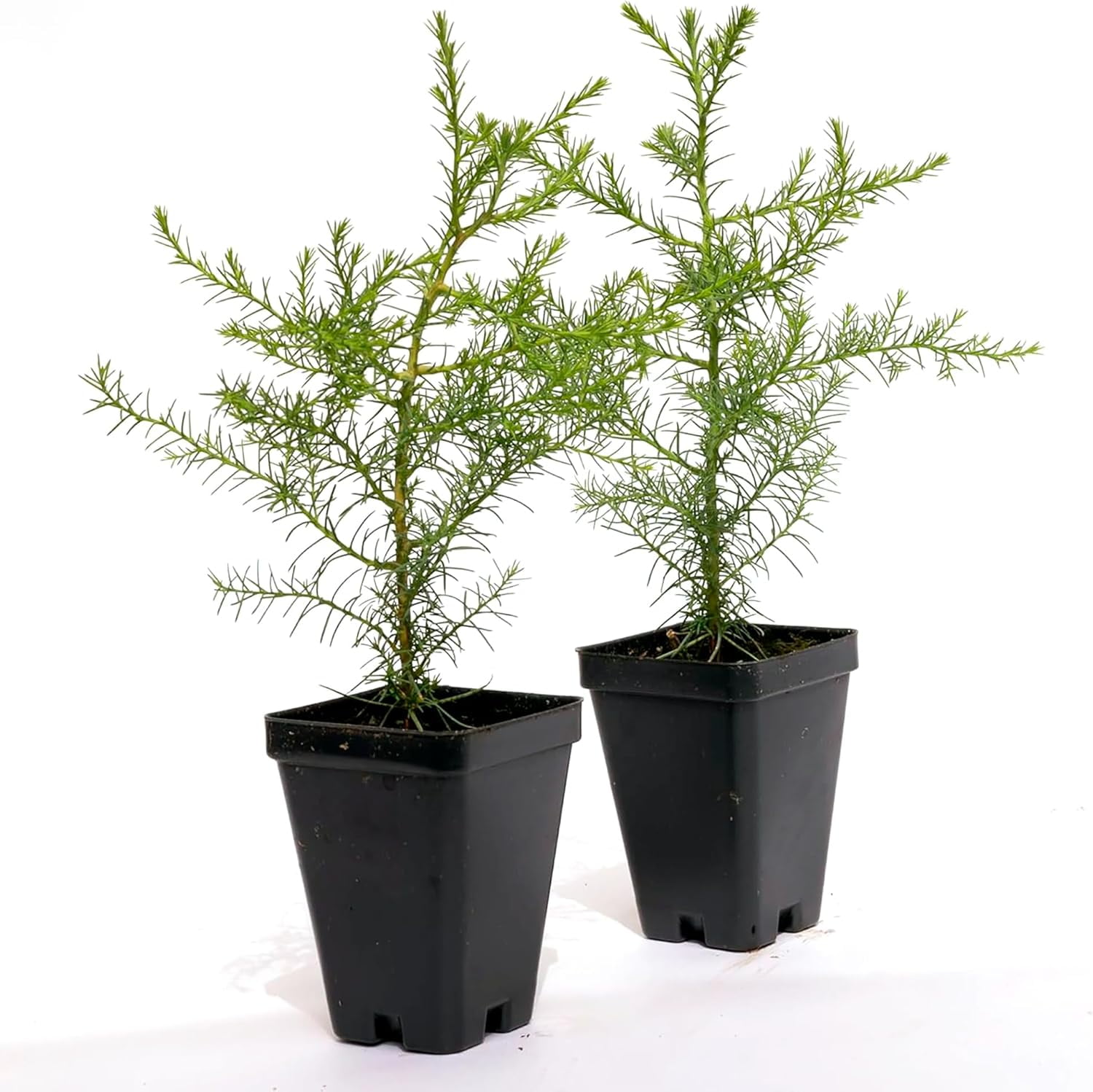 2 Giant Sequoia Trees | Live Saplings in 2.5-inch Nursery Cubes ...