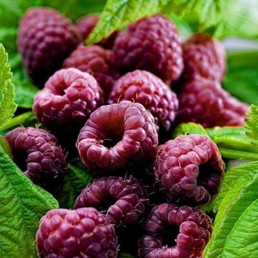 2 Glencoe Raspberry Plants, Sweet Raspberry Fruit Trees Well Rooted, 5 ...