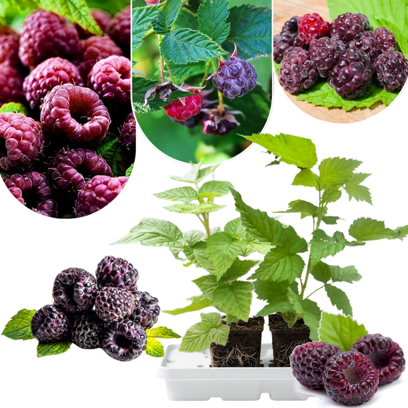 2 Glencoe Thornless Raspberry Plants Live, Sweet Raspberry Bush Shrub ...