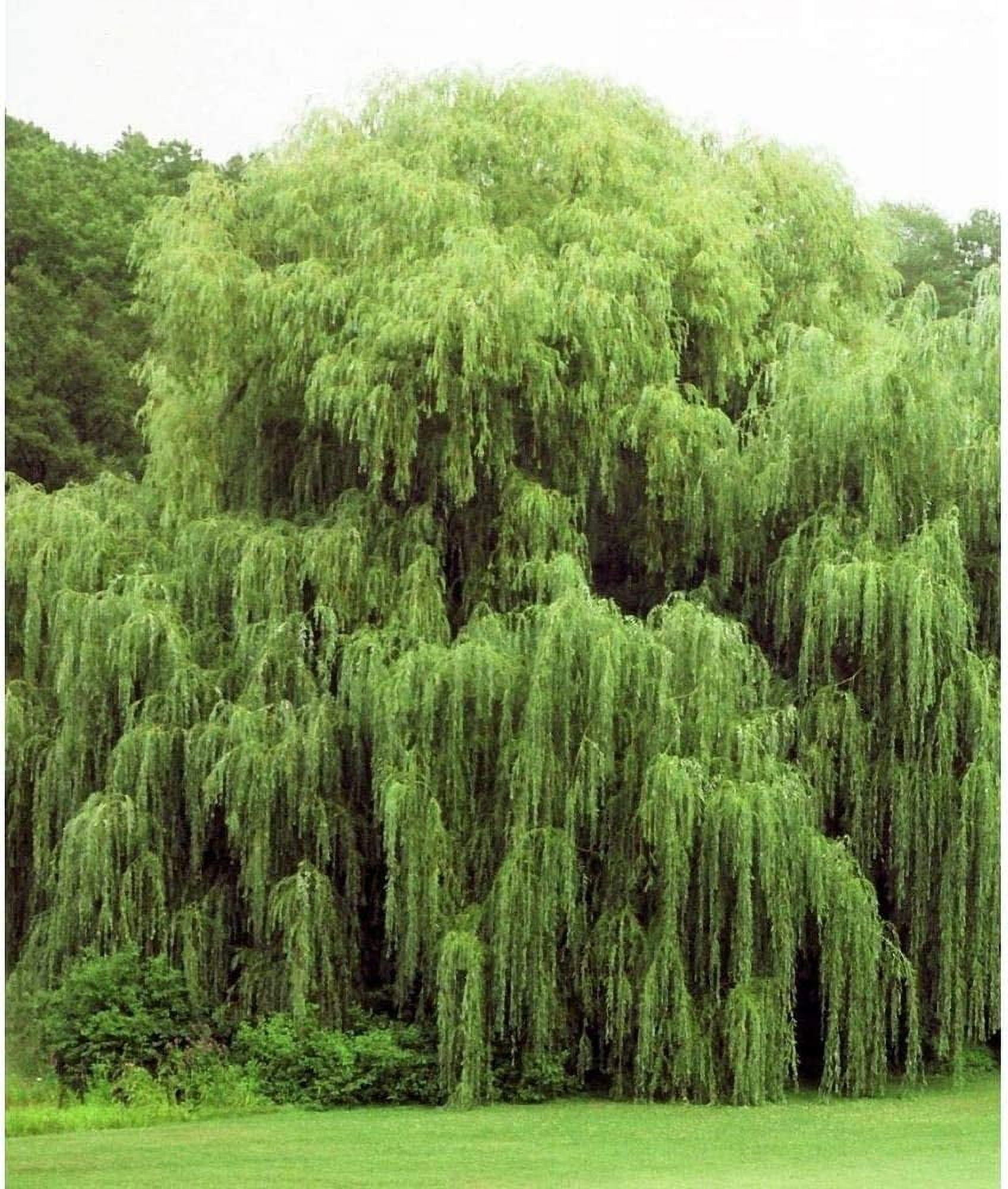 Outdoor Golden Weeping Willow Trees - 2 Live Plants Ready to Plant ...