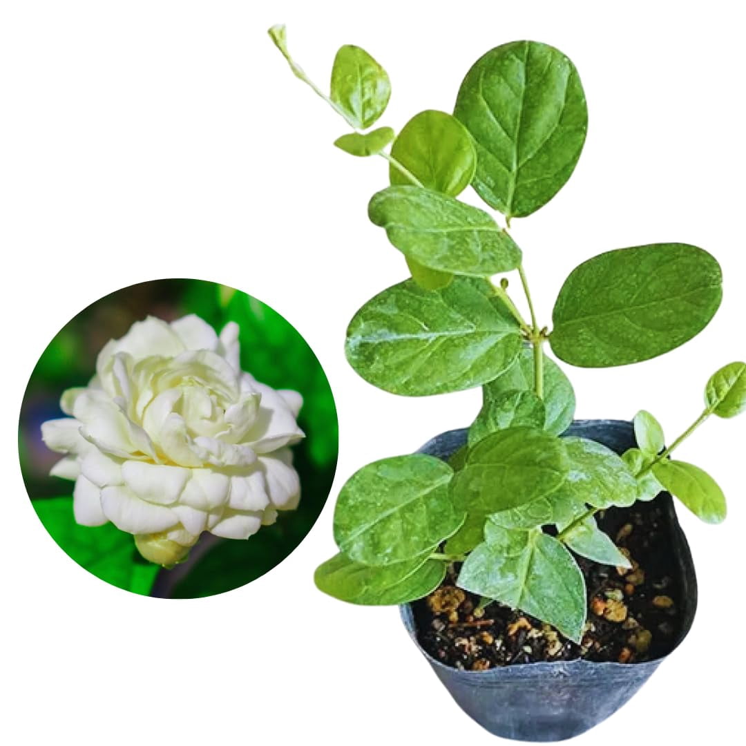 2 Grand Duke of Jasmine Flower Plants Live, Jasmine Plants Live for ...