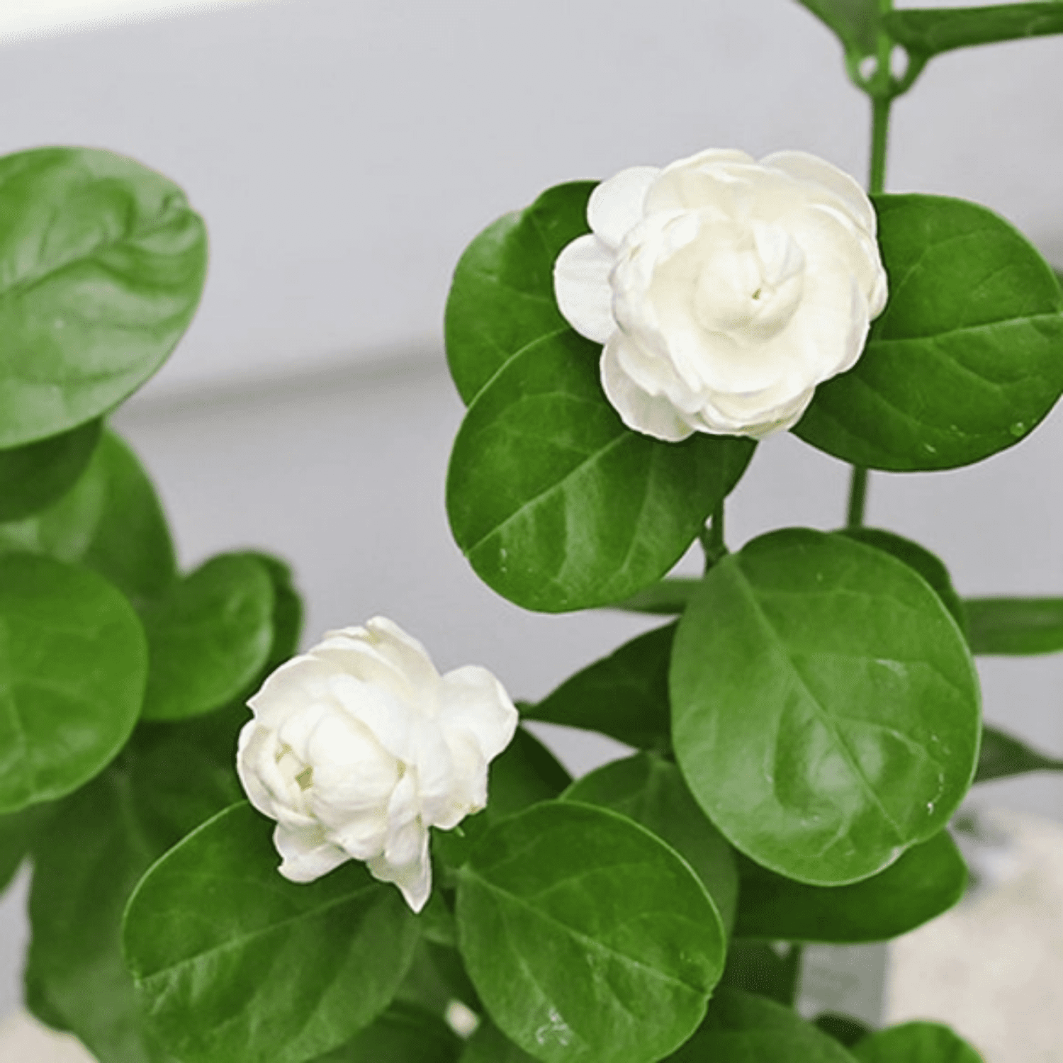 2 Grand Duke of Tuscany Jasmine Plants Live, Double Jasmine Live Plants ...