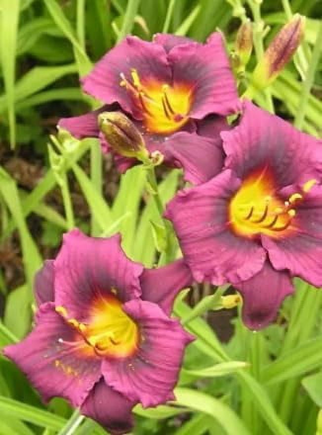 2 Grape Magic Daylily Roots for Planting - Grow Beautiful Perennial ...