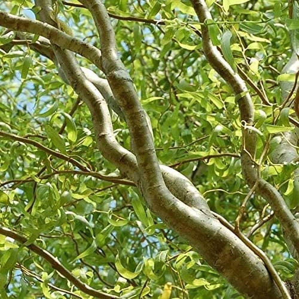 2 Green Curly Willow Trees - Live Tree Cuttings - Branches and Leaves ...