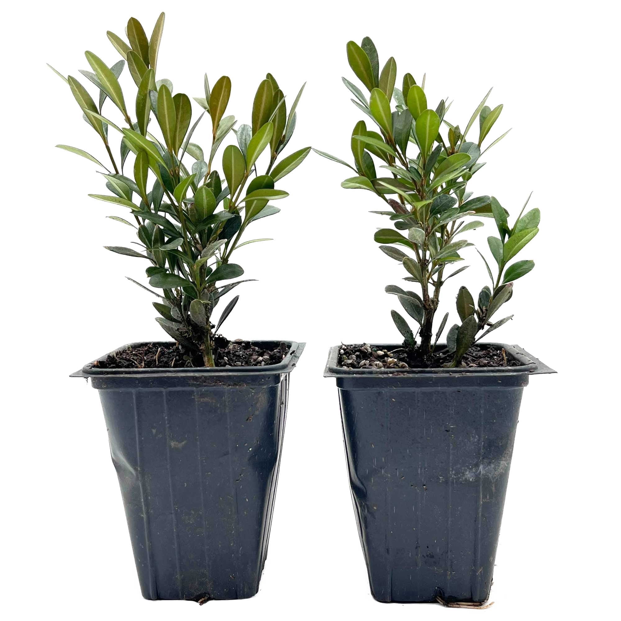 2 Green Gem Boxwood – Compact Rounded Evergreen Shrub for Low Hedges ...