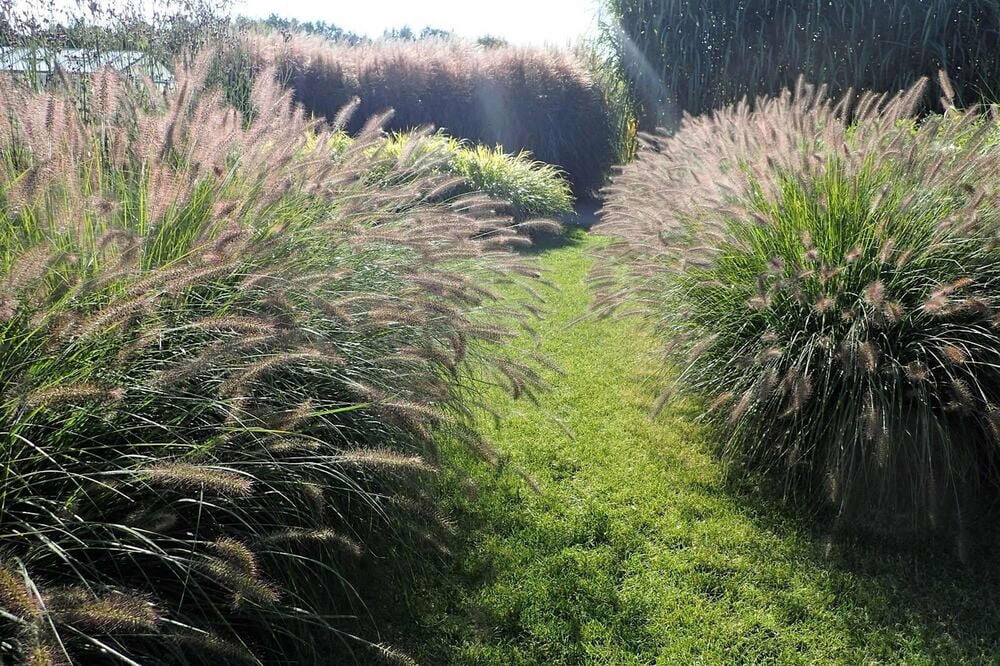 2 Hamlen Grass in 3.5 Inch Containers (2 Pots of Plants) - Walmart.com