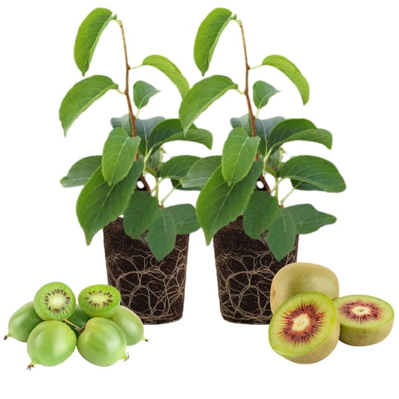 Hardy Kiwi Plants