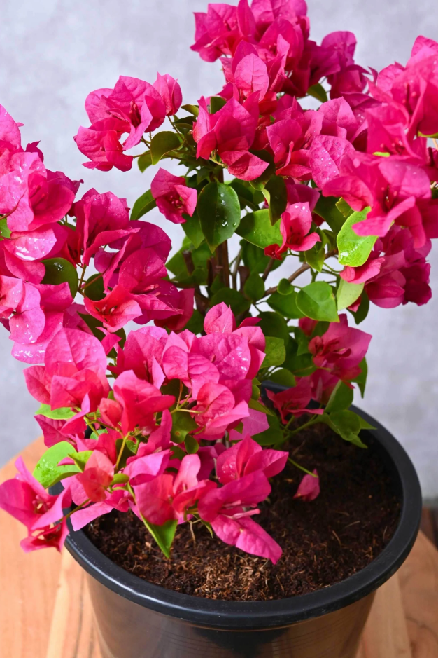 2 Helen Bougainvillea Plants Rooted for Growing, Between 4 Inc and 6 ...