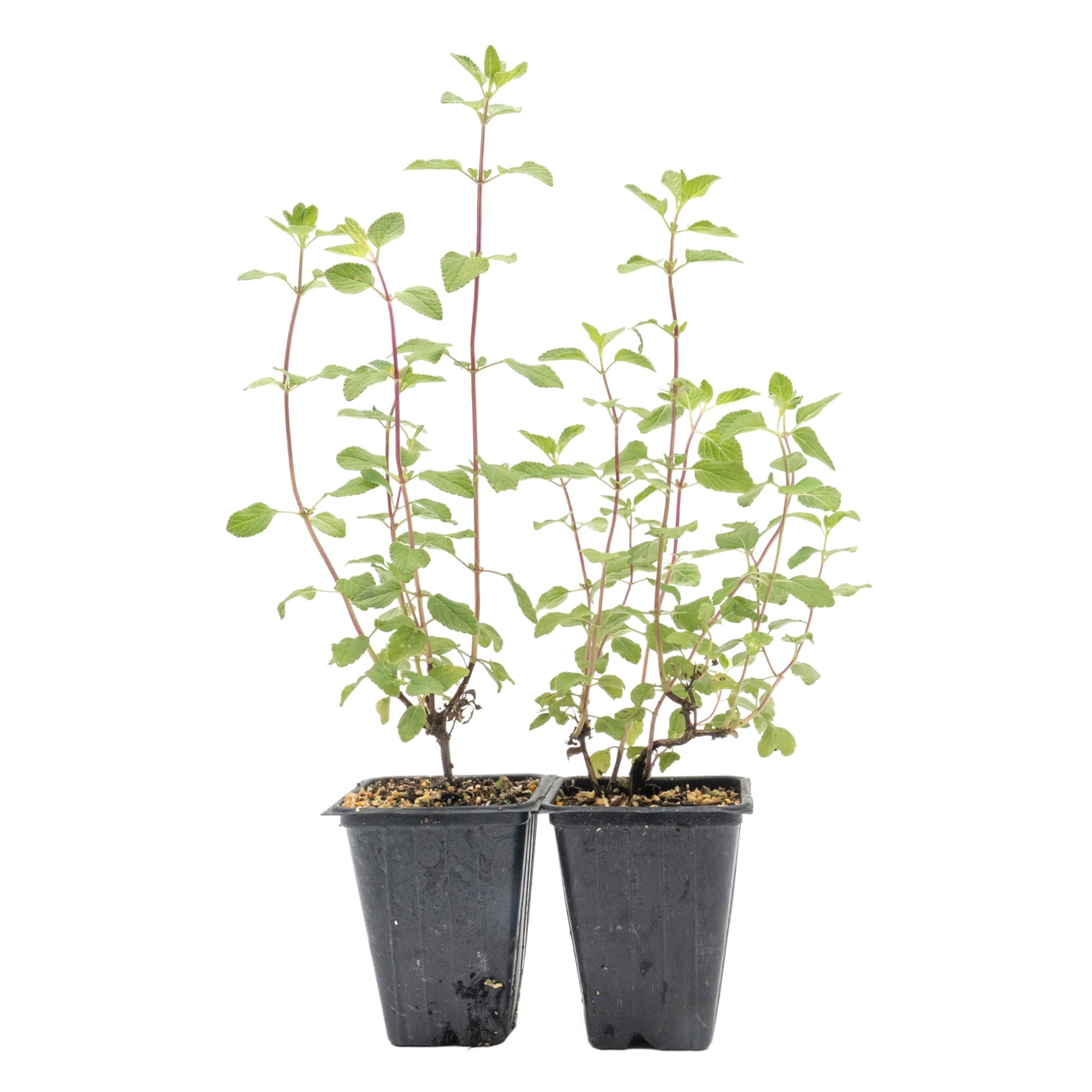 2 Hot Lips Sage in 3.5" Nursery Cubes | Salvia ‘Hot Lips’ | Colorful ...