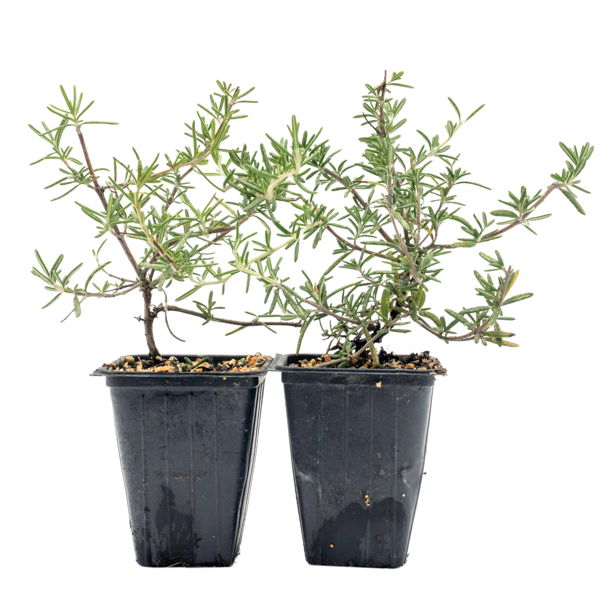 2 Huntington Carpet Rosemary in 3.5" Nursery Cubes | Rosmarinus ...