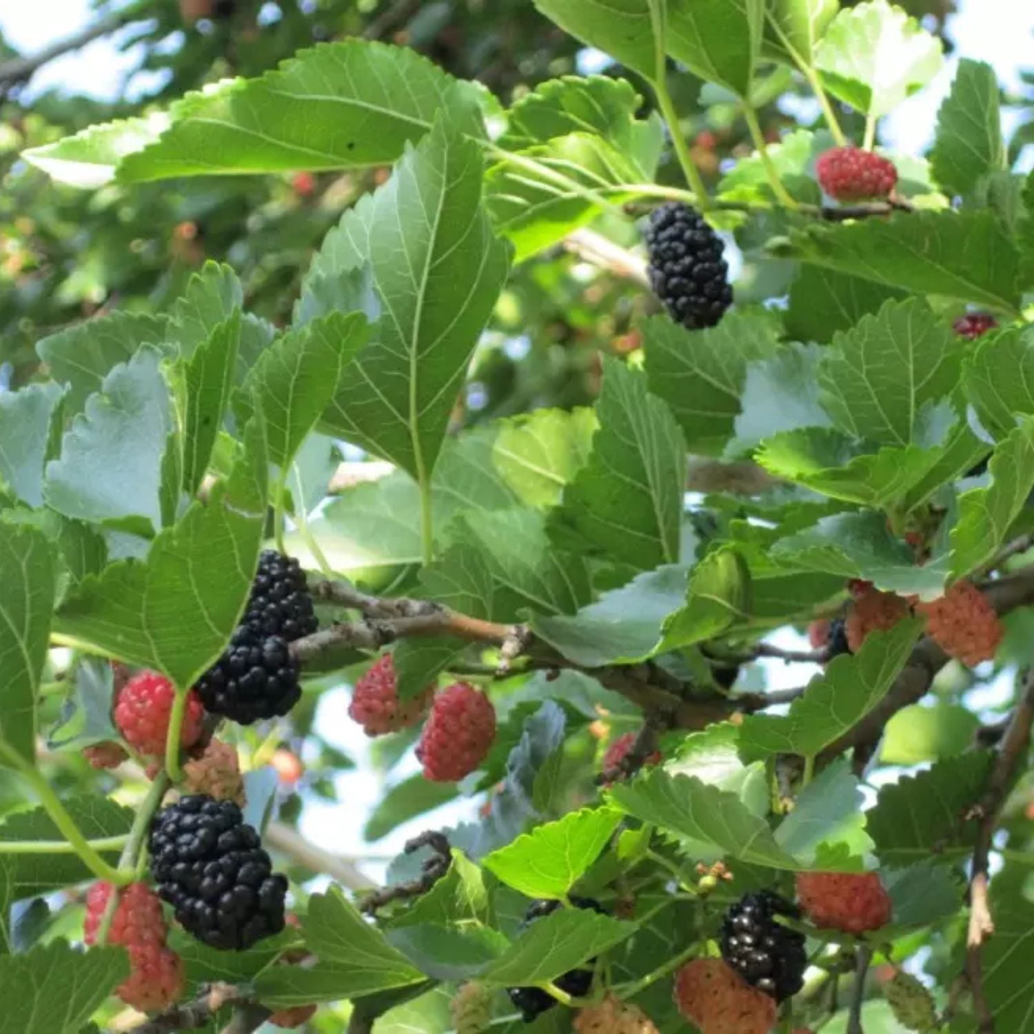2 Illinois Everbearing Mulberry Tree 4-8 Inch, Live Starter Sweet Fruit ...