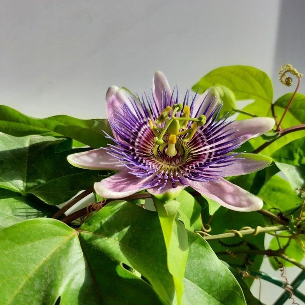 2 Inspiration Passiflora Live Plant, Passion Flower Plant, 4-8 Inch ...