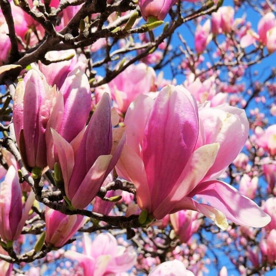 2 Jane Magnolia Trees Live Plant 6-12" Tall, in Pot, Fragrant Magnolia ...