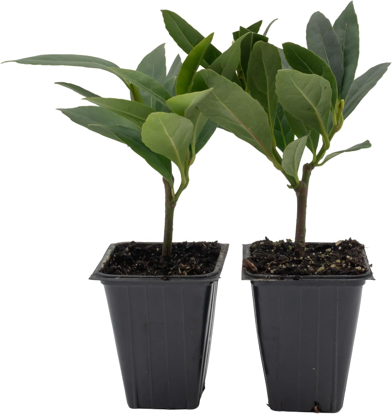 2 Japanese Blueberry, Live Plants (Elaeocarpus Decipiens) – Evergreen ...